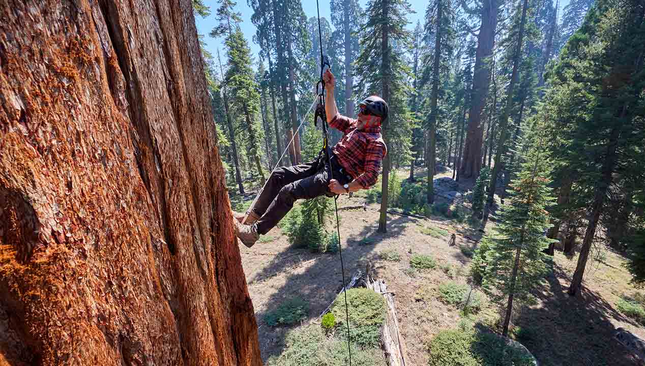 les grands sequoias de Californie