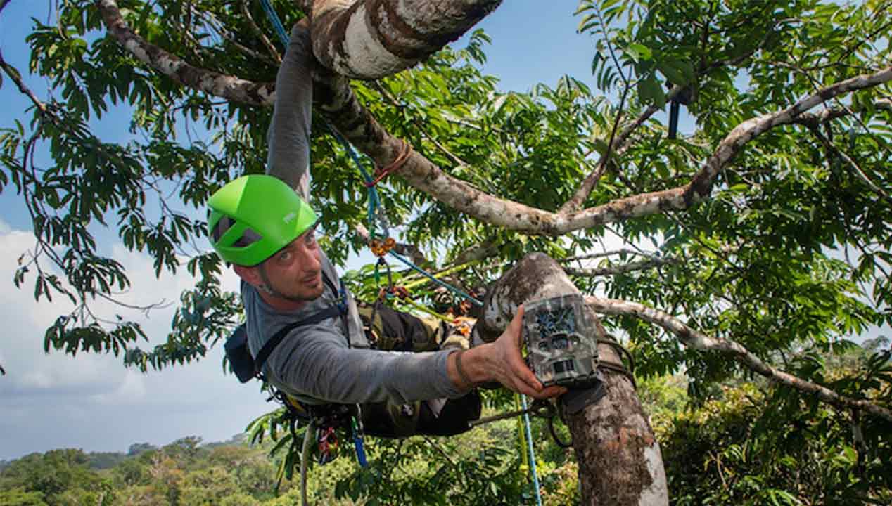 Inventorier faune canopee Guyane